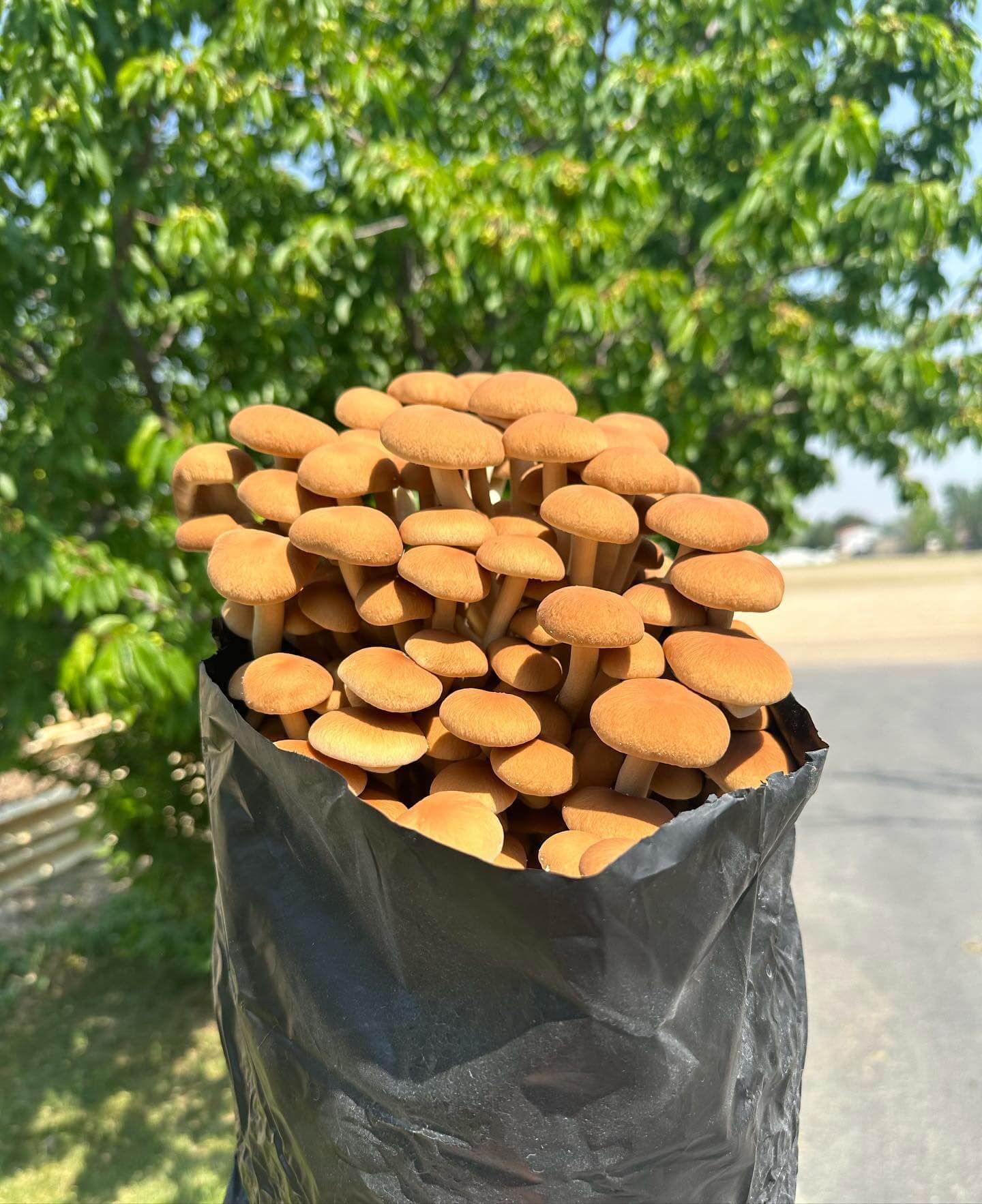 Ferg's Fabulous Fungi – Ferg's Fabulous Fungi