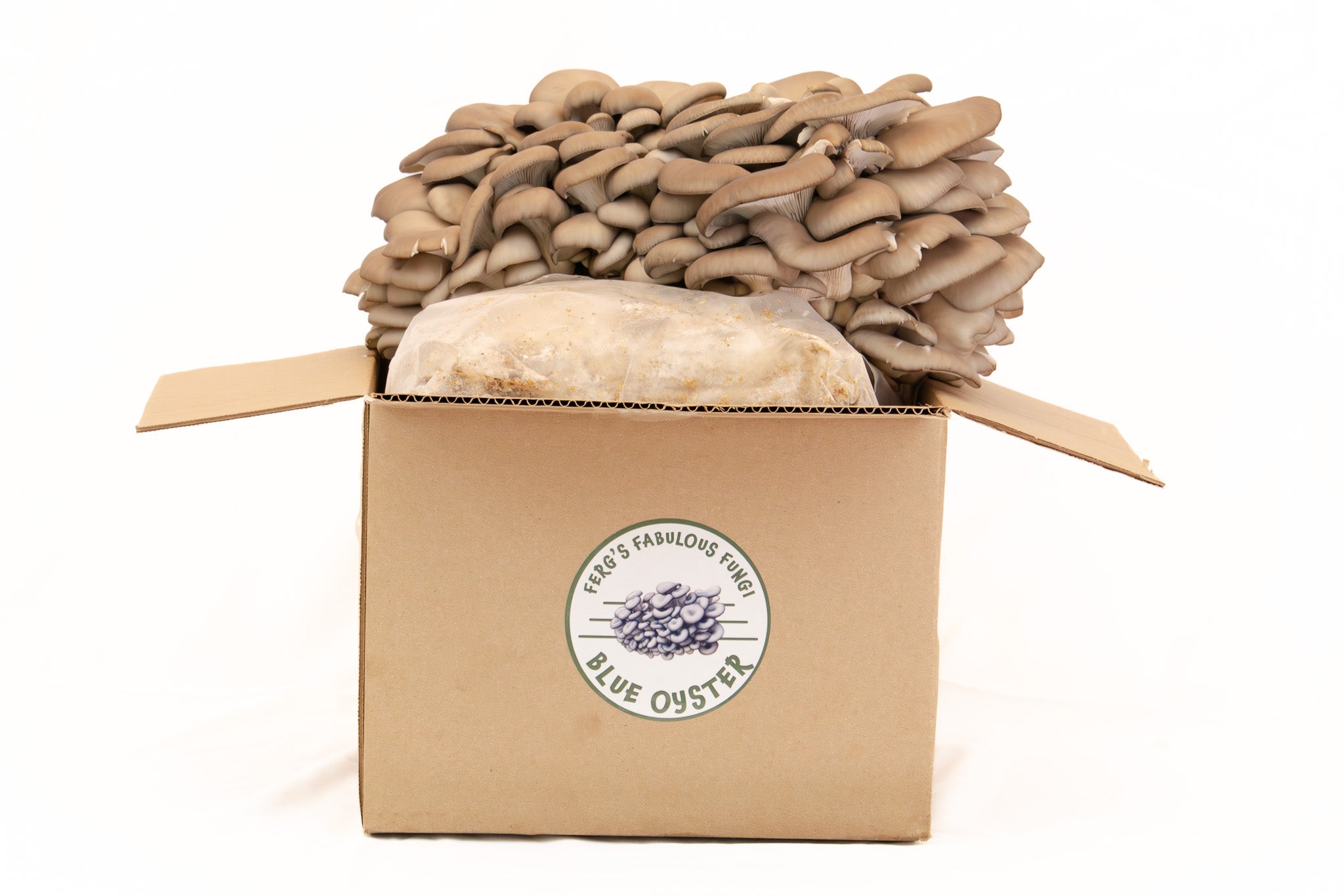 Grow Kit - Blue Oyster – Ferg's Fabulous Fungi