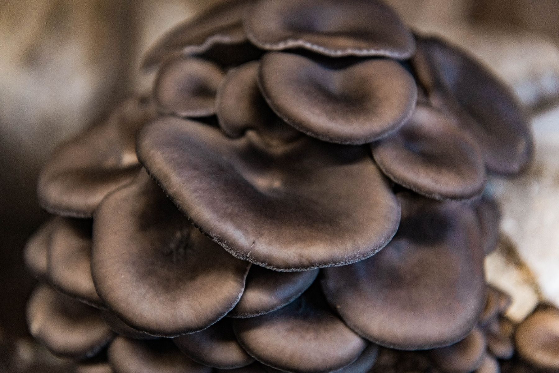 Ferg's Fabulous Fungi – Ferg's Fabulous Fungi